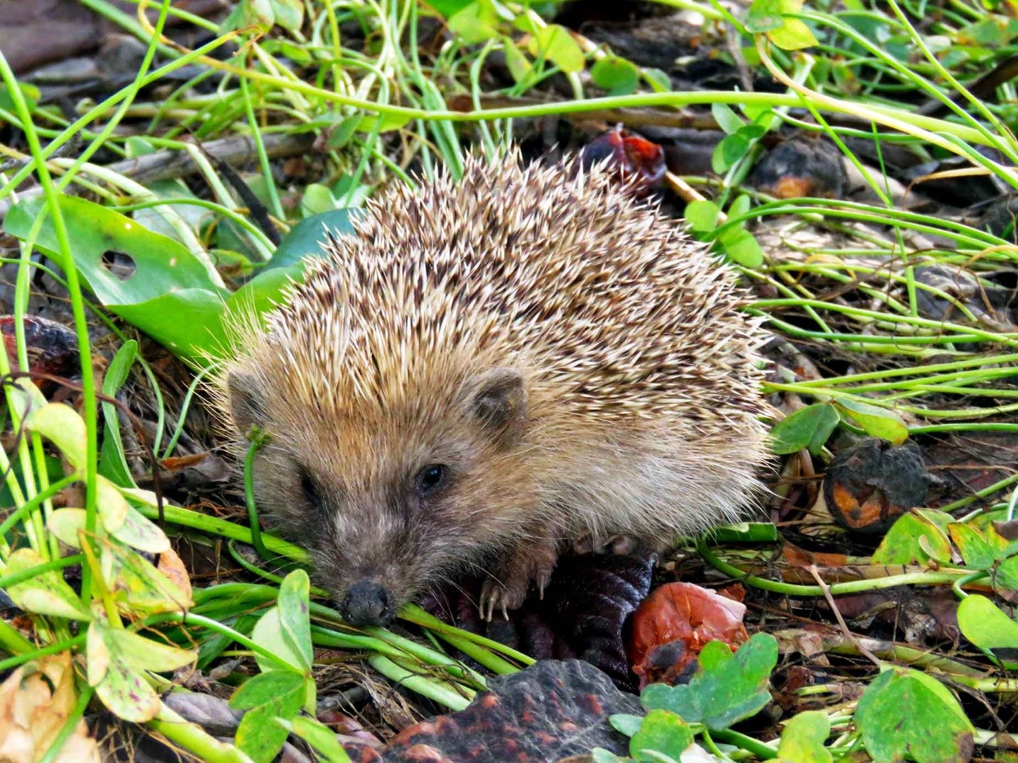 Ouriço-cacheiro (Erinaceus europaeus) - Fauna - Biodiversidade ...